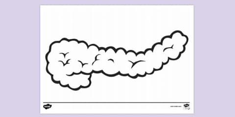 Liver Colouring Sheet