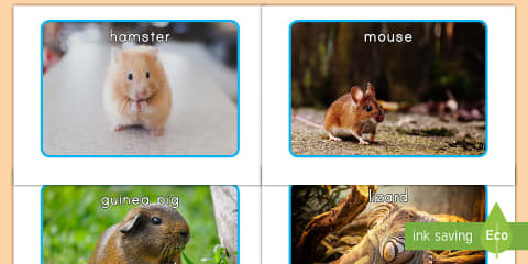 Preschool: Pets: Display Photos