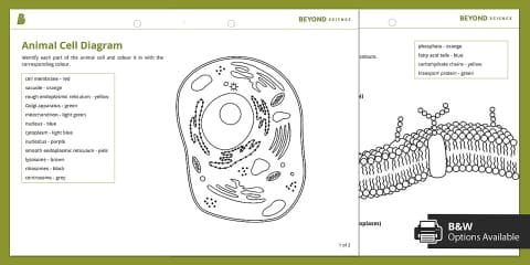 Draw and Label Activity - Animal Cell Diagram To Label