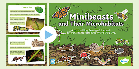 Science: Living Things and Their Habitats: Microhabitats and Minibeasts ...