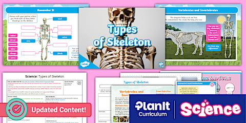 Science: Animals Including Humans: The Human Skeleton Year 3 Lesson 3