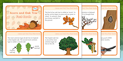 The Life Cycle of an Oak Tree PowerPoint