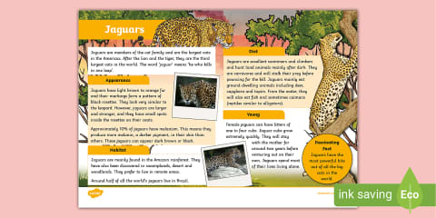 KS2 Iguana Fact File
