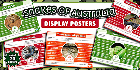 Egg-Laying and Live-Bearing Snakes - Life Cycle Activity Sheets