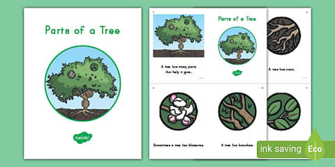 Parts of a Tree Posters