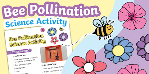 Life Cycle of a Honey Bee Information Display Posters