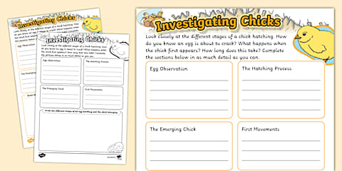 Second Grade All About Chickens Reading Comprehension Worksheet