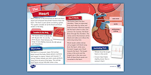 Circulatory System Flowchart Display Poster and Worksheet Pack