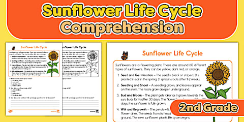 First Grade Life Cycle of a Pumpkin Reading Passage Comprehension Worksheet