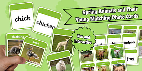 EYFS Black and White Animals Fact PowerPoint with Photos