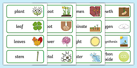Parts of a Plant Word Cards