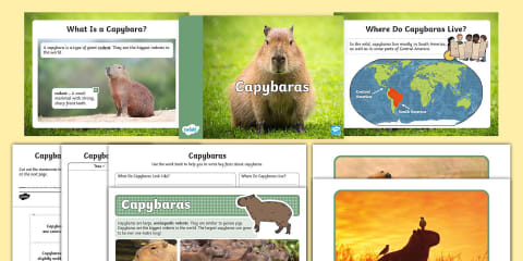 KS1 Capybaras Fact File