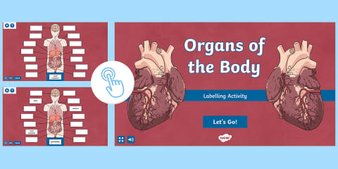 Human Organs and Their Function Mind Map