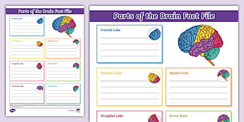 Parts of the Brain Labelling Activity