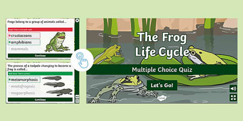 Comparing the Life Cycles of a Honeybee and a Frog Worksheet