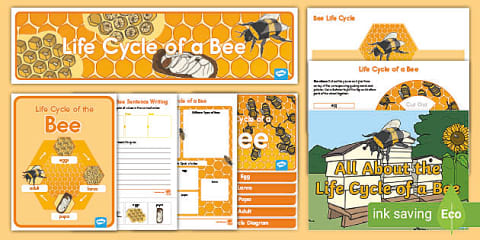 Match the Bee Shapes Worksheet