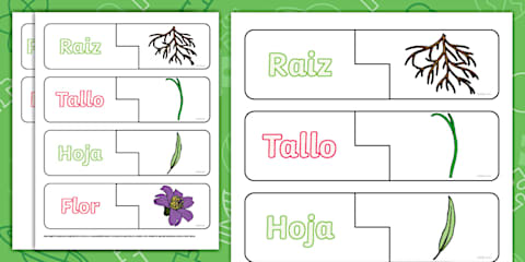Tarjetas Visuales: Las Partes de la Planta