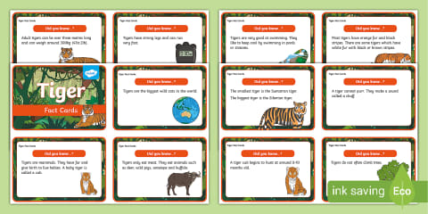 Fun Facts About Tigers Display Poster