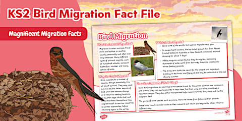 Animal Migration Research Worksheet