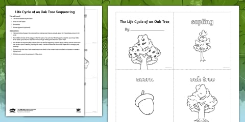 Acorn and Oak Tree Phase 2 Phonics Game