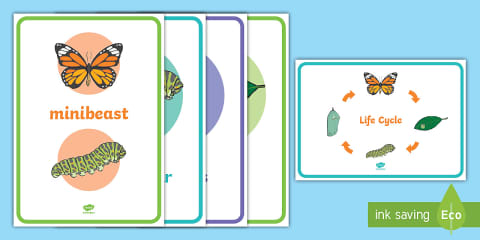 Common Australian Butterflies Identification Guide