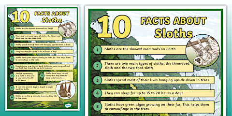 KS1 Sloth Fact File Template