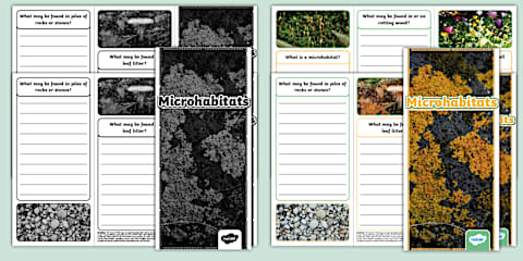 Conditions in Different Microhabitats Fact File Template