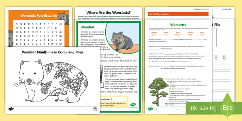 Life Cycle of a Wombat Display Poster | Australian Animals