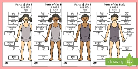 Parts of the Body PowerPoint English/Mandarin Chinese