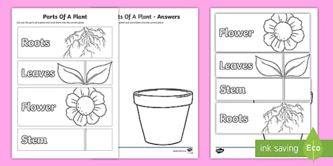 Parts of a Plant PowerPoint & Google Slides for K-2nd Grade