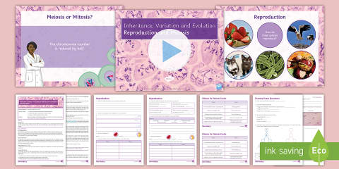 Chromosome Labelling Activity