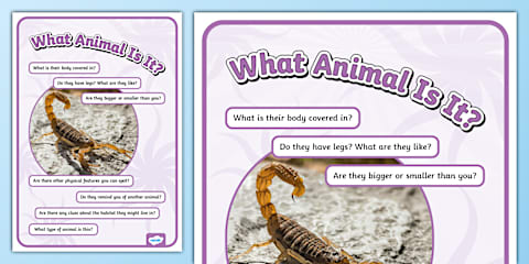 First Grade Insects vs. Arachnids Venn Diagram Worksheet
