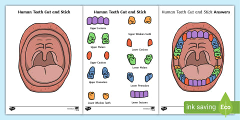 Types of Teeth Display Posters