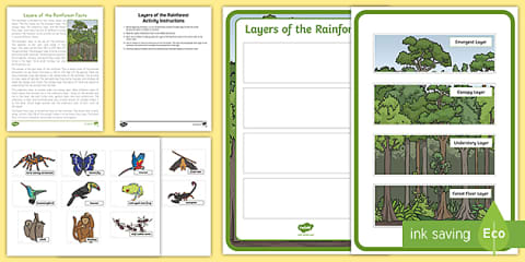Rainforest Animals Sorting Worksheet