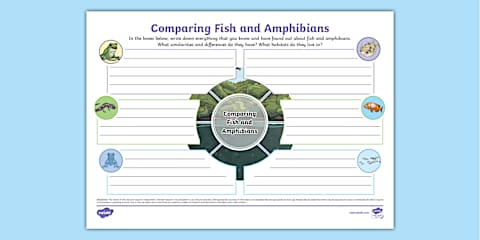 Amphibians Folding Life Stages Template - Twinkl