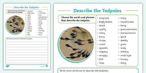 The Life Cycle of a Frog Writing Frame