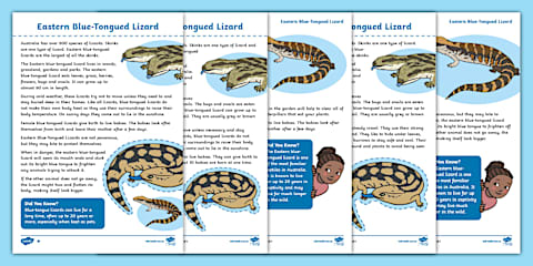 KS1 Thorny Devil Fact File