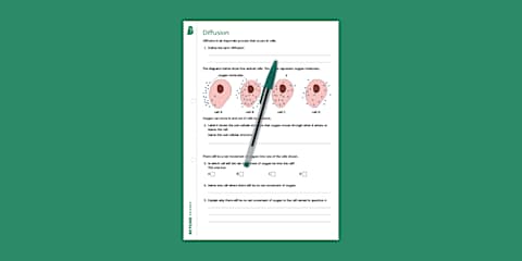 GCSE Diffusion Practice Exam Questions