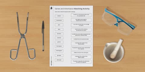Chromosome Labelling Activity