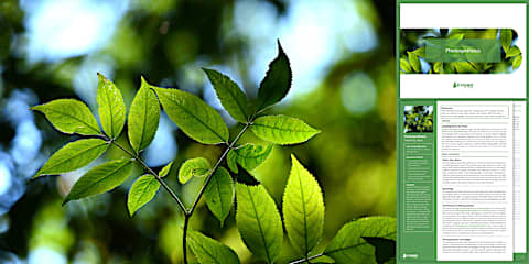KS3 Photosynthesis and Respiration Lesson 3: Plant Minerals and ...