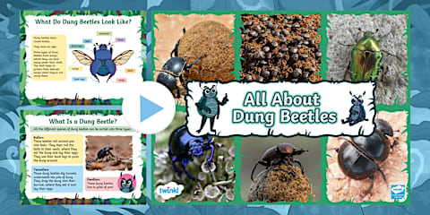 The Dancing Dung Beetle Story Sequencing Activity