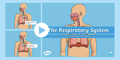 Activity Label the Respiratory System | Twinkl Science