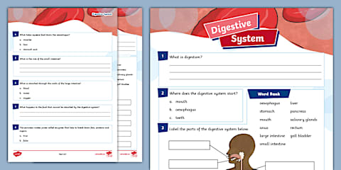 Digestive System Diagram Activity Pack