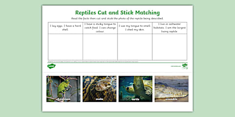 KS1 Facts About Reptiles PowerPoint