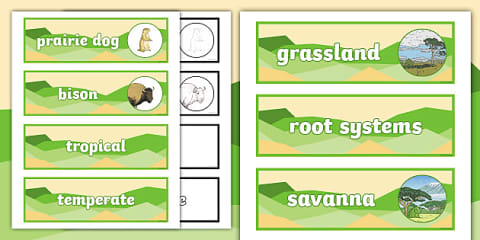 Grassland Biome Vocabulary Mat