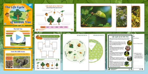 Life Cycle of an Oak Tree Labelling Activity