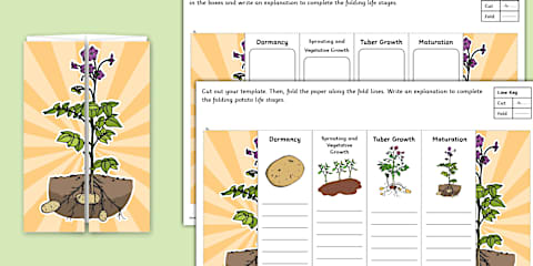 Life Cycle of a Ladybird Display Poster