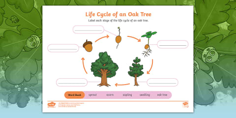 KS1 Life Cycle of an Apple Tree PowerPoint