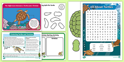 3D Turtle Craft | Paper Craft | Primary Resource