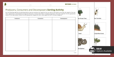 Food Chain Sorting Game
